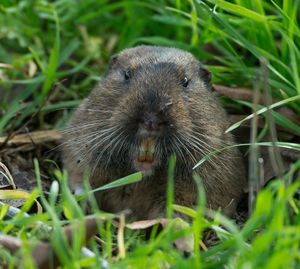 Gaufre à poche — Désencyclopédie