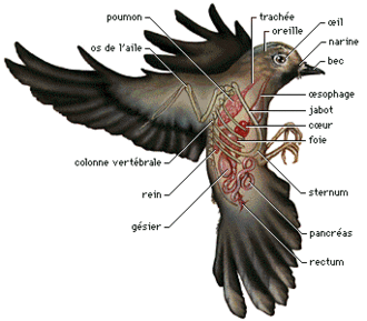 Guide des chants d'oiseaux — Désencyclopédie