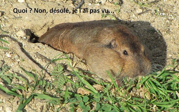 Gaufre à poche — Désencyclopédie