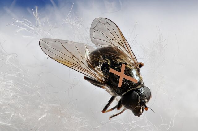 X-Flies — Désencyclopédie