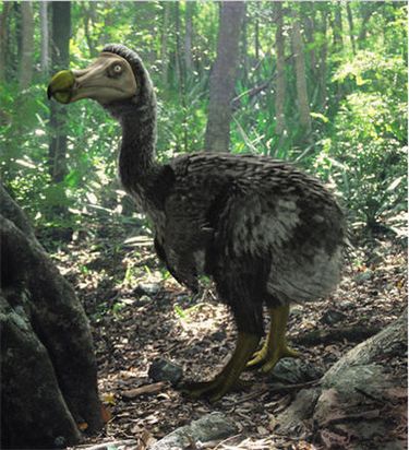 Dodo — Désencyclopédie