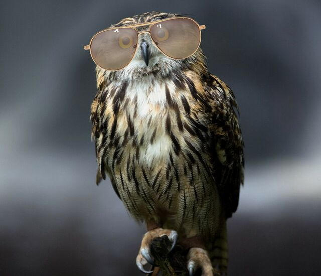 Owl » Illogicopedia - The nonsensical encyclopedia anyone can mess up