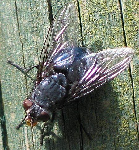 Moucha – Necyklopedie