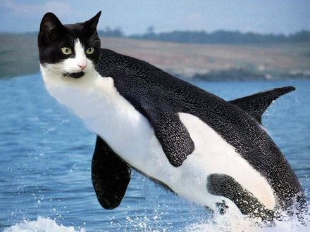 Kosatka – Necyklopedie