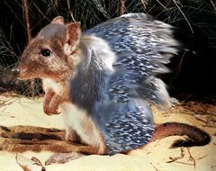 Živočichové – Necyklopedie