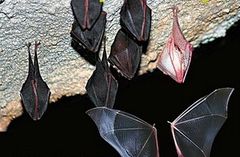 Netopír vznětlivý – Necyklopedie