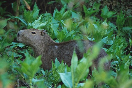 Kapybara – Necyklopedie