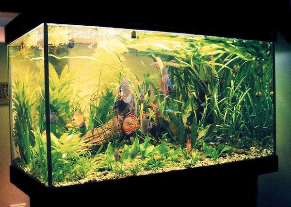 Akvarijní ryby – Necyklopedie