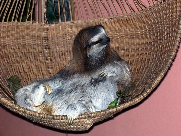 Lenochodi – Necyklopedie