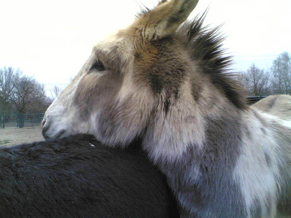 Esel – Uncyclopedia