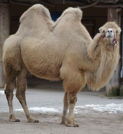 Kamel – Uncyclopedia