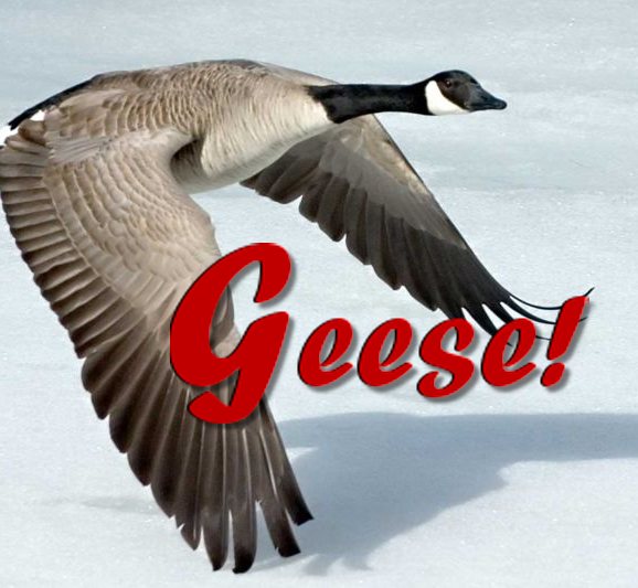 Geese! - Uncyclopedia, the content-free encyclopedia