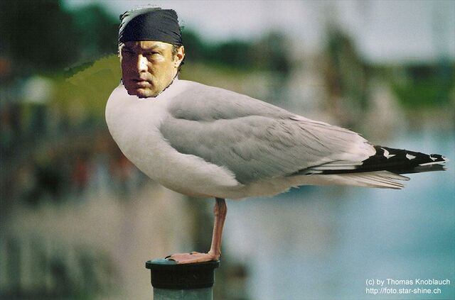 Steven Seagal - Uncyclopedia, the content-free encyclopedia