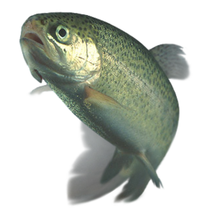 Uncyclopedia:Whacking with a wet trout - Uncyclopedia, the content-free ...