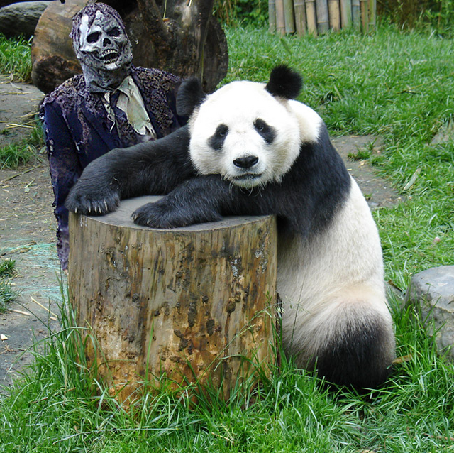 File:ZombiebaronPanda.png - Uncyclopedia, the content-free encyclopedia