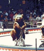 Unicycle-riding bears - Uncyclopedia, the content-free encyclopedia