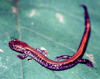 Salamander - Uncyclopedia, the content-free encyclopedia