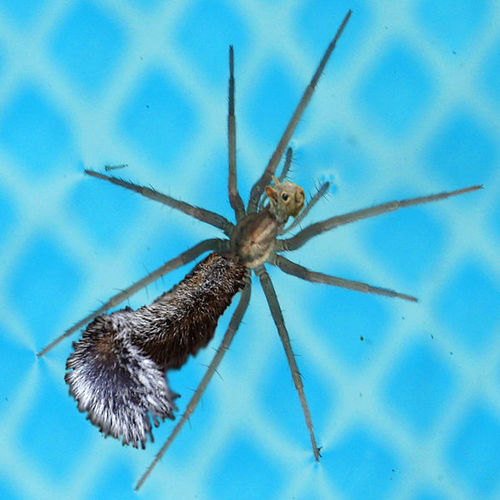 Spidersquirrel - Uncyclopedia, the content-free encyclopedia