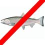 Template:User no fish - Uncyclopedia, the content-free encyclopedia