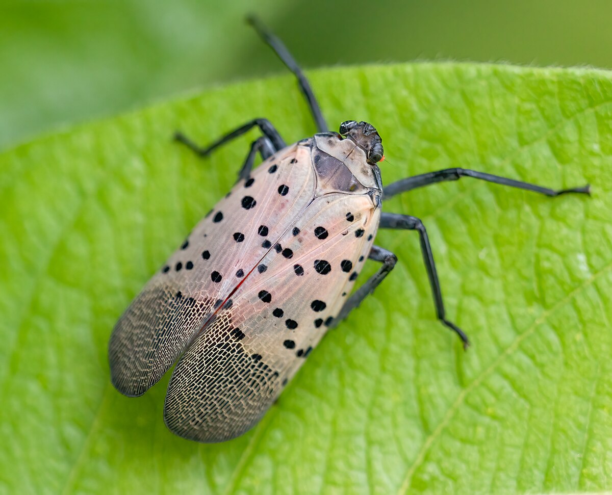 Spotted lanternfly - Uncyclopedia, the content-free encyclopedia