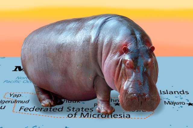 File:Hipposteppingonthefederatedstatesofmicronesia.png - Uncyclopedia ...