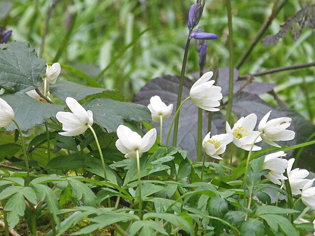 Anenome - Uncyclopedia, the content-free encyclopedia