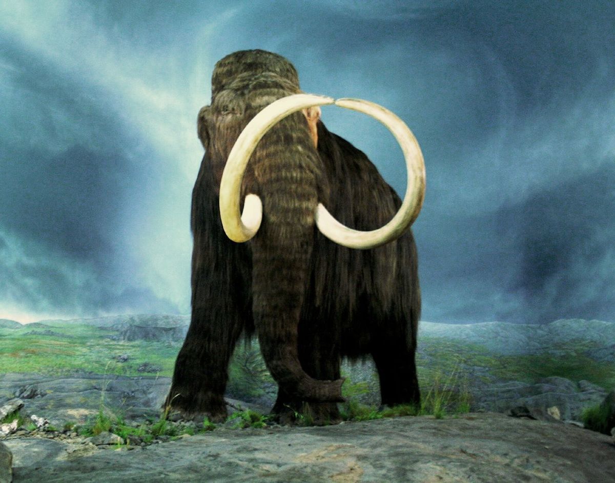 Woolly mammoth - Uncyclopedia, the content-free encyclopedia