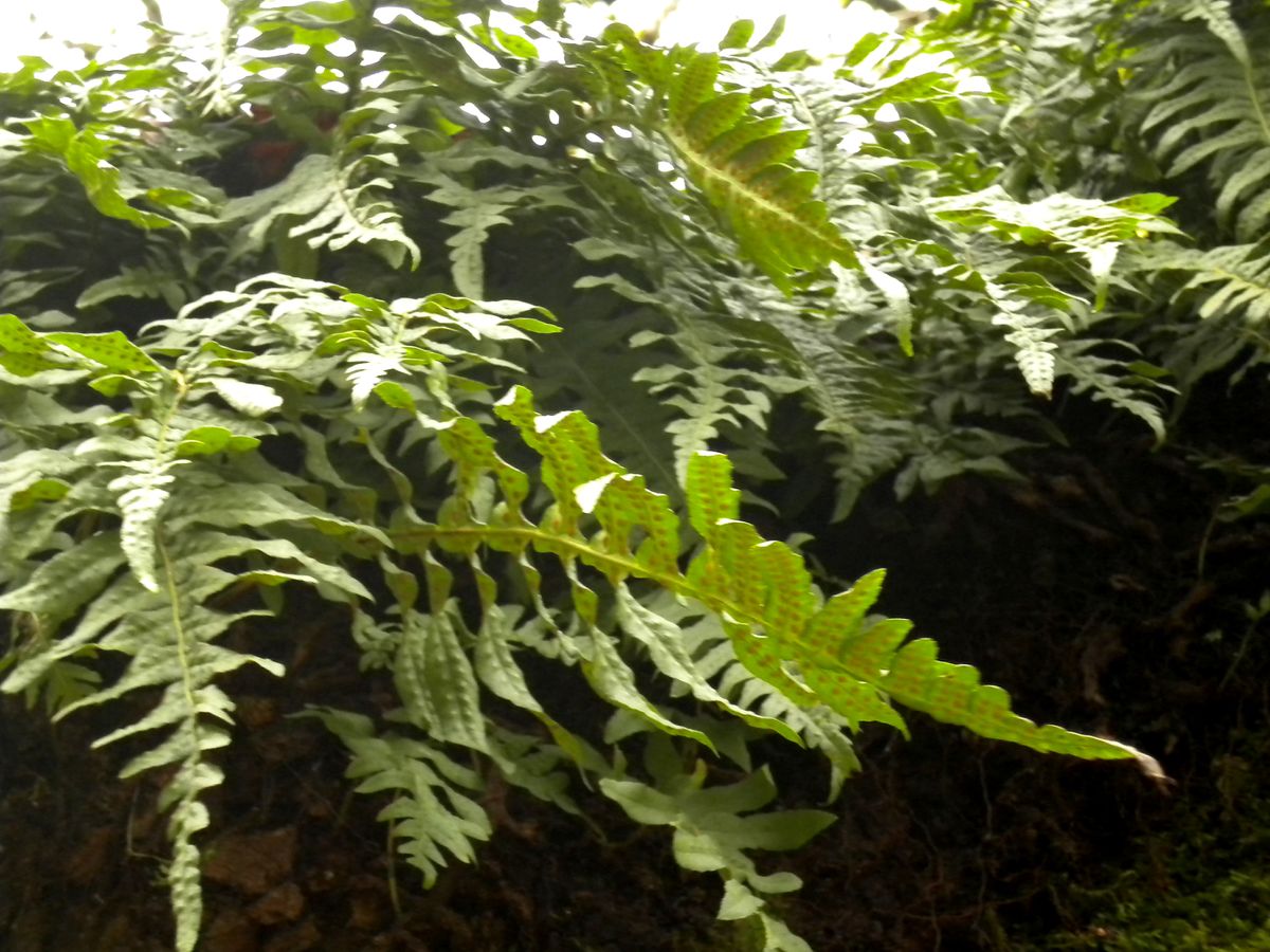 Fern - Uncyclopedia, the content-free encyclopedia