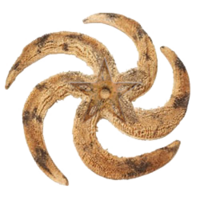 Uncyclopedia:Ninjastars - Uncyclopedia, the content-free encyclopedia