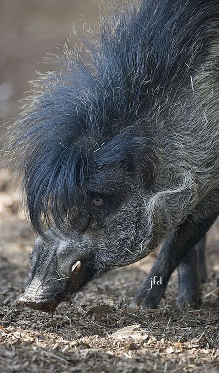 Emo - Uncyclopedia, the content-free encyclopedia