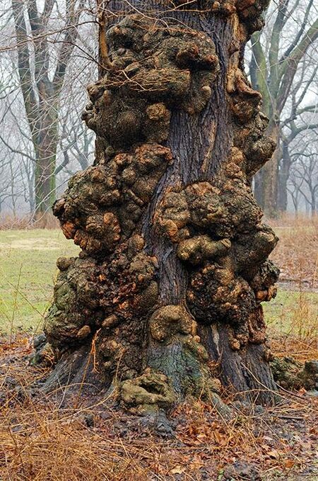Poop tree - Uncyclopedia, the content-free encyclopedia