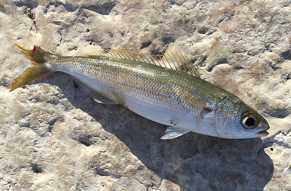 Binomial nomenclature - Uncyclopedia, the content-free encyclopedia