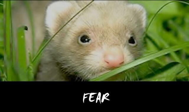 Ferret - Uncyclopedia, the content-free encyclopedia