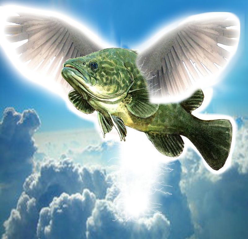 Cod - Uncyclopedia, the content-free encyclopedia