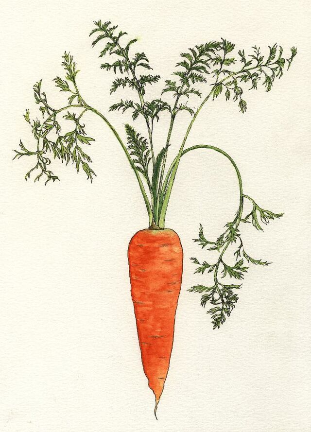 Carrot - Uncyclopedia, the content-free encyclopedia