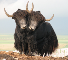 Uncyclopedia:Anniversaries/January 15 - Uncyclopedia, the content-free ...