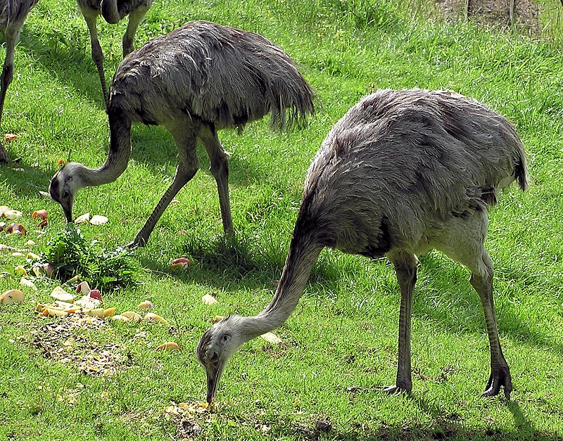 Rhea (bird) - Uncyclopedia, the content-free encyclopedia
