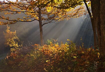 UnScripts:Genesis, Episode II: In the Garden of Eden - Uncyclopedia ...