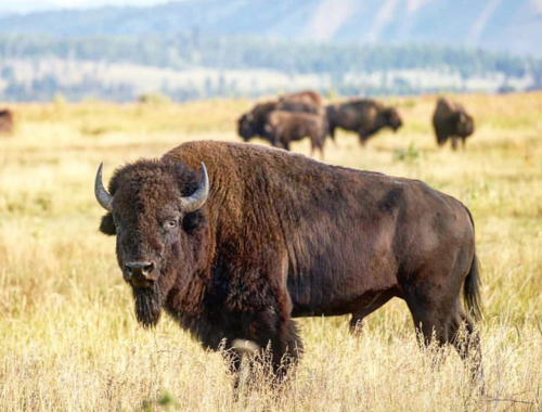 Buffalo, New York - Uncyclopedia, the content-free encyclopedia Buffalo, New York - Uncyclopedia, the content-free encyclopedia