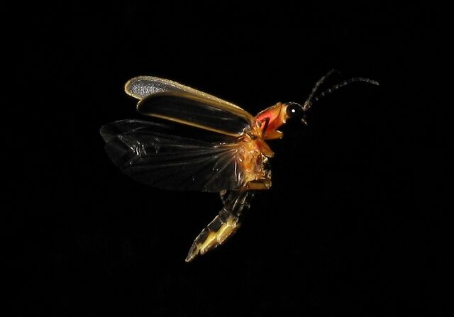 Firefly - Uncyclopedia, the content-free encyclopedia