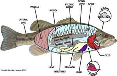 Babel fish - Uncyclopedia, the content-free encyclopedia